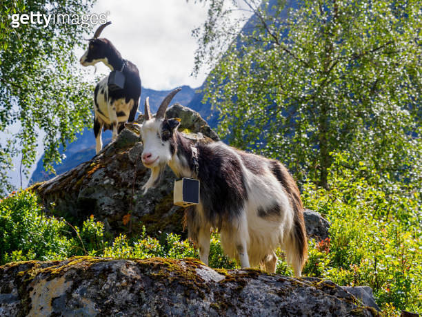 Goats free in the iInnerdalen valley, Norway 이미지 (1353258595) - 게티이미지뱅크