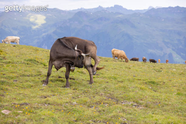 Beautiful cows are eating some grass. Wonderful cow is starring to the ...