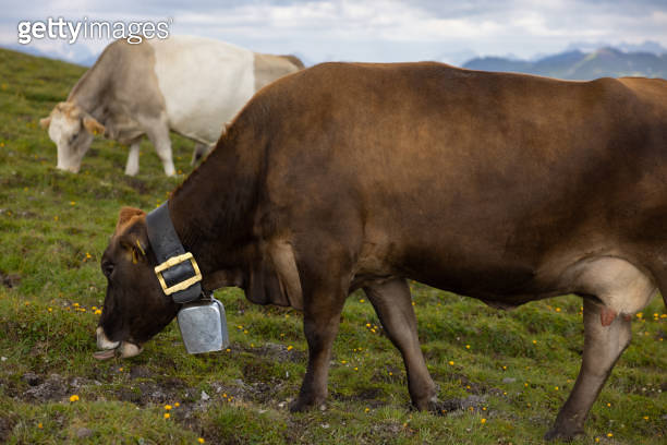 Beautiful cows are eating some grass. Wonderful cow is starring to the ...