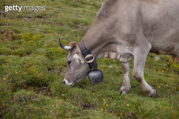 Beautiful cows are eating some grass. Wonderful cow is starring to the ...