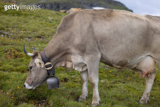 Beautiful cows are eating some grass. Wonderful cow is starring to the ...