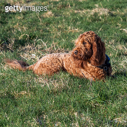 Red Cockapoo lying in the sun 이미지 (1326643206) - 게티이미지뱅크