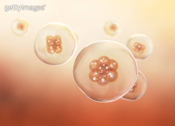 Human Cell Division. Early Stage Embryo (1357908668) - 게티이미지뱅크