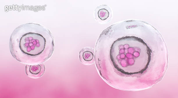 Human Morula Cell, Solid Ball of Cells Resulting from Division ...
