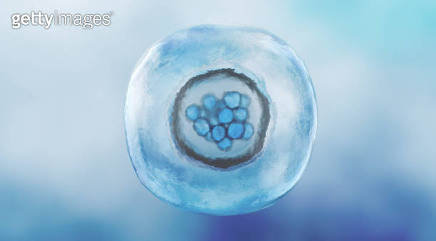 Human Morula Cell, Solid Ball of Cells Resulting from Division ...