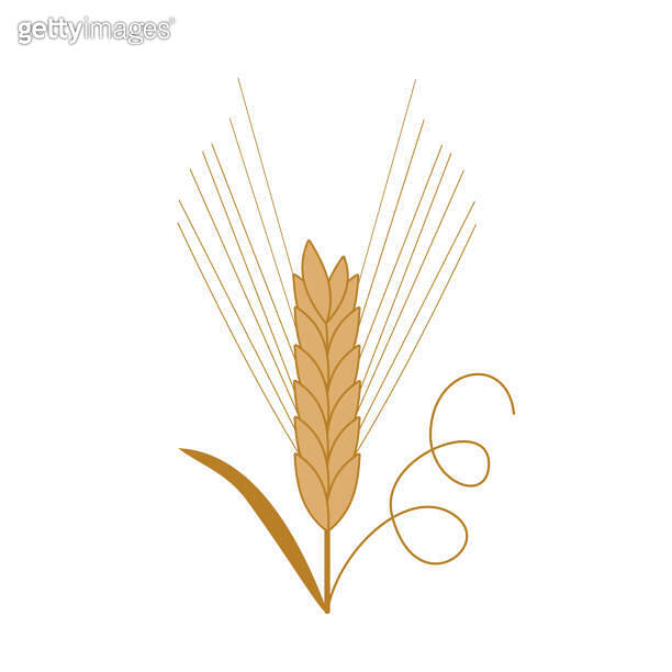 Single spikelet of barley with leaf and curl. Hand-drawn vector ...