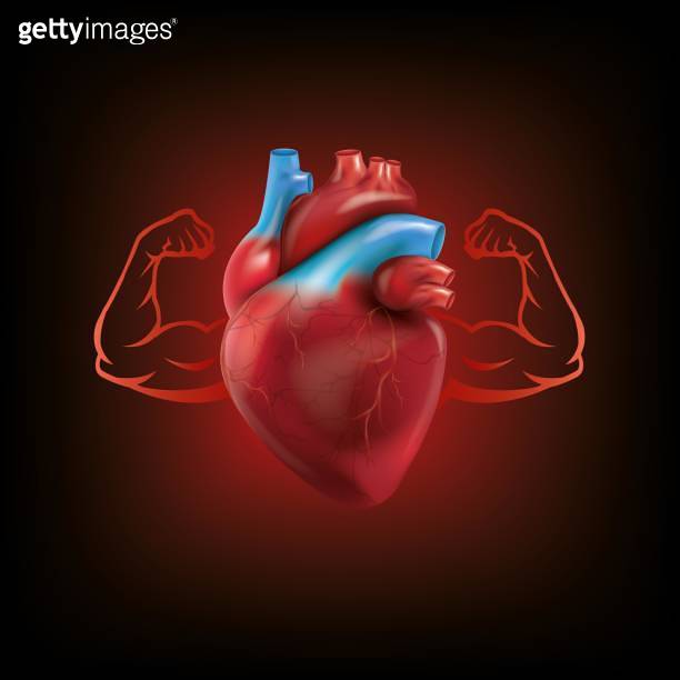 Strong and healthy human heart. Heart with double biceps, bodybuilder ...