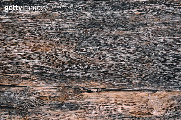 Wooden texture background, Rotten tree bark, Cellulose of plant stem ...