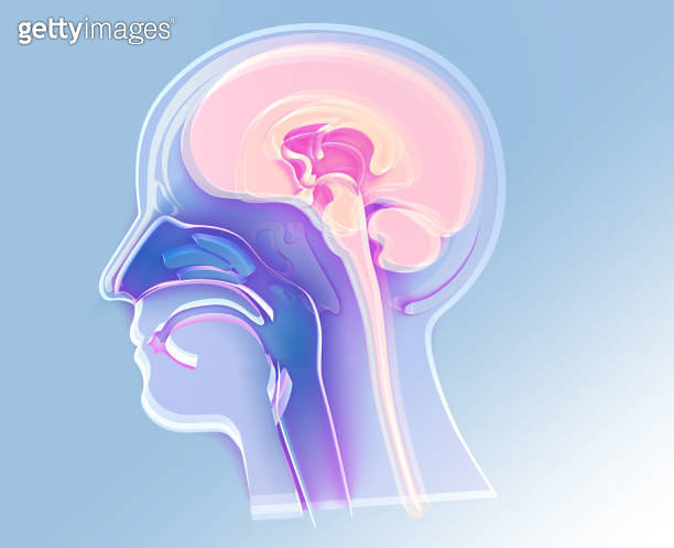 Anatomical 3d illustration of the inside of the nostrils and throat ...