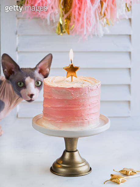 Cat's birthday. Cute sphynx cat near the birthday party cake a white ...