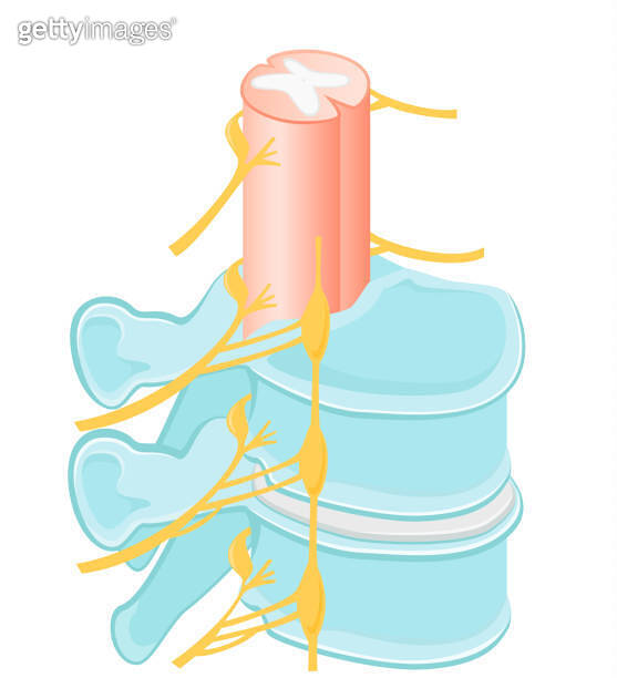 Structure of the back bone 이미지 (1299755637) - 게티이미지뱅크