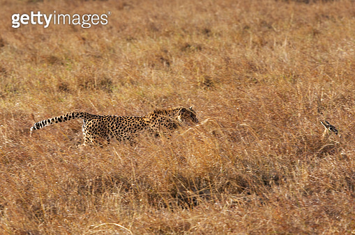Cheetah is a big cat also know as the hunting leopard (1327320802) - 게티 ...