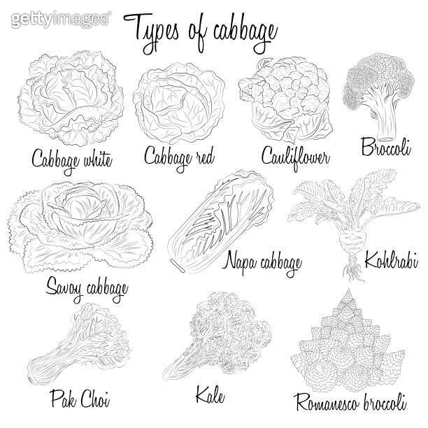 Cabbage varieties. Free style illustration of different types of ...