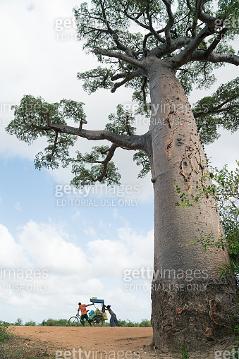 A couple and baobab tree in Morondava Madagascar 이미지 (1323575874) - 게티이미지뱅크