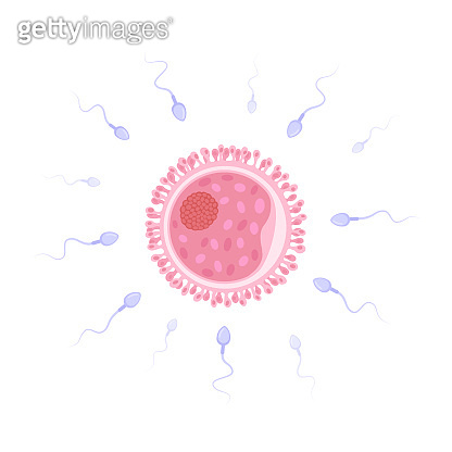 Woman egg and men sperm. Realistic detailed flat vector illustration ...