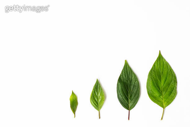 4 green leaves in order of increasing size on a white background. the ...