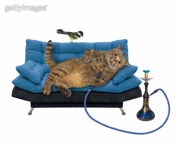 Cat smoking hookah on blue divan 이미지 (1326041318) - 게티이미지뱅크