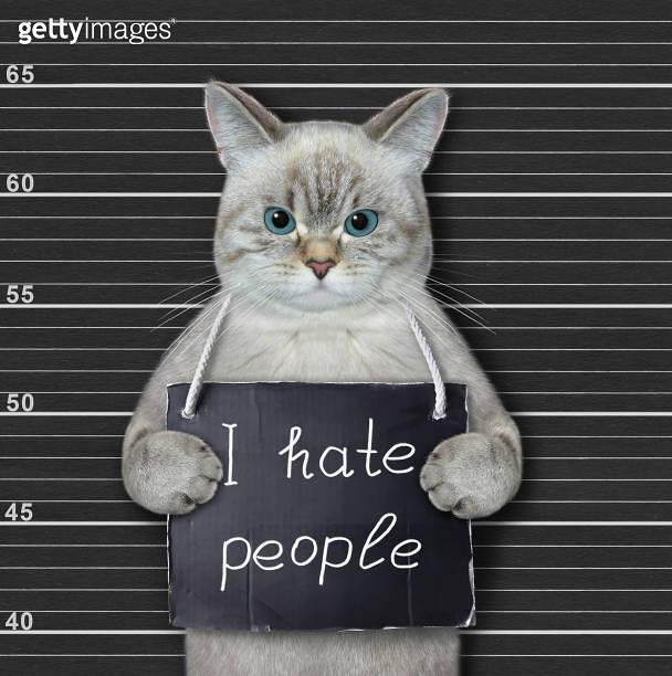 Cat ashen hates people 이미지 (1349705219) - 게티이미지뱅크