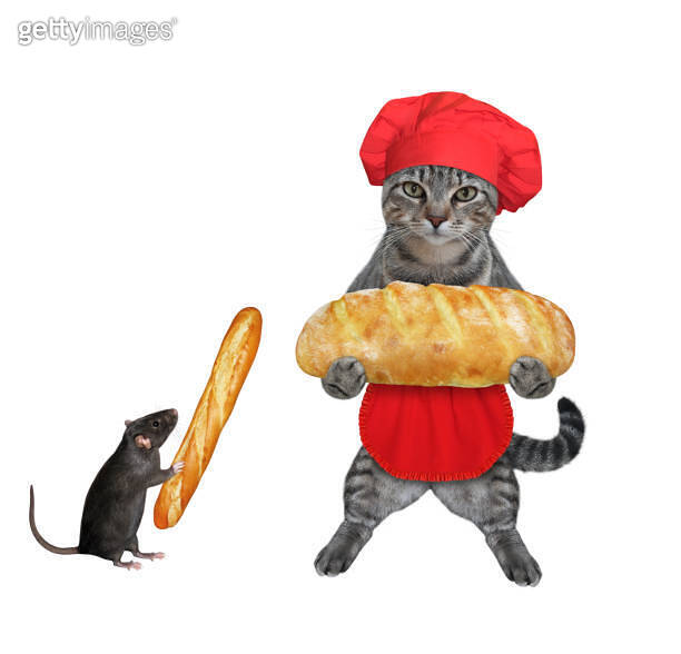 Cat gray baker holds loaf of bread 2 이미지 (1308699015) - 게티이미지뱅크