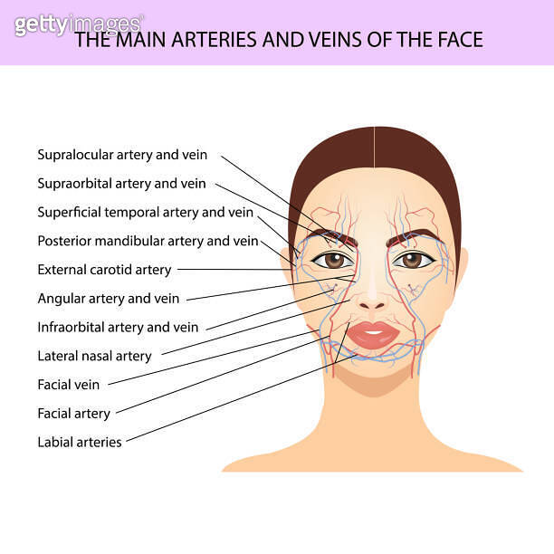 Major arteries and veins of the face. vector medical illustration ...