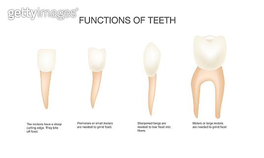 Types of teeth and their functions. Medical vector illustration ...