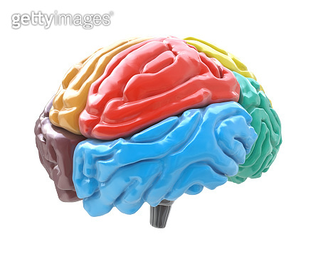 Brain lobes in different colors isolated on white background in the ...