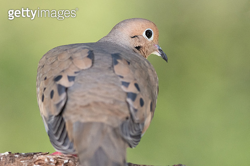 Close Profile of a Mourning Dove While Perched on a Branch (1318009936 ...