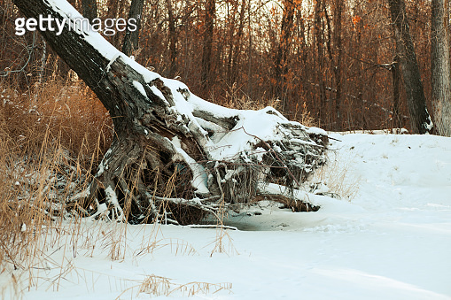 Old tree in winter forest. Large tree after heavy snowstorm falls on ...