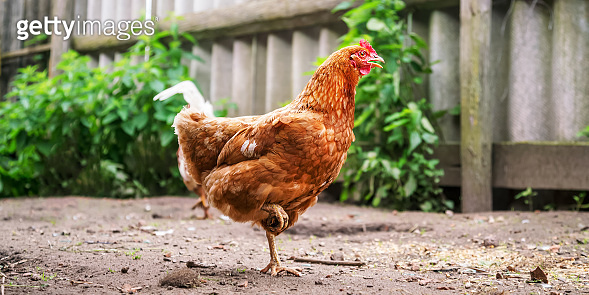 large hen stands on one leg in farm backyard against fence (1303688396 ...