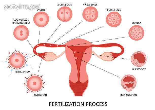 Female reproductive system ovulation and fertilization process stages ...