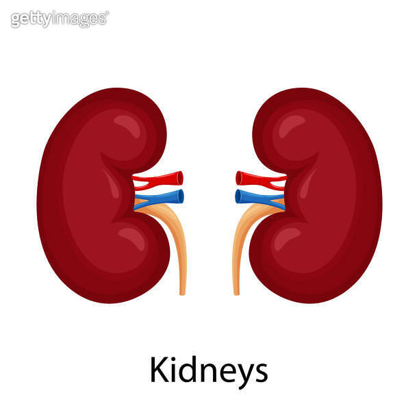 Kidneys. Illustration of left and right kidney. Human internal organ ...
