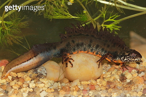 The Danube Crested Newt (Triturus dobrogicus) male in a natural ...