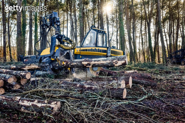 machine for cutting tree trunks used in the forestry industry 이미지 ...