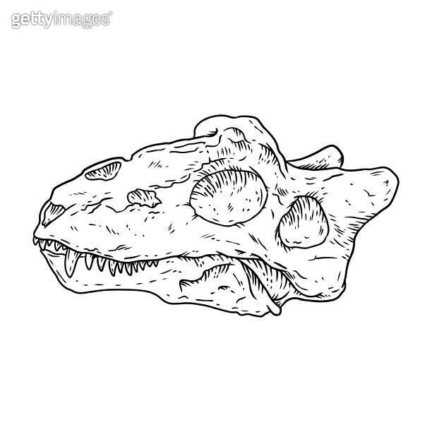 Teriodont fossilized skull hand drawn sketch image. Paleontology bones ...