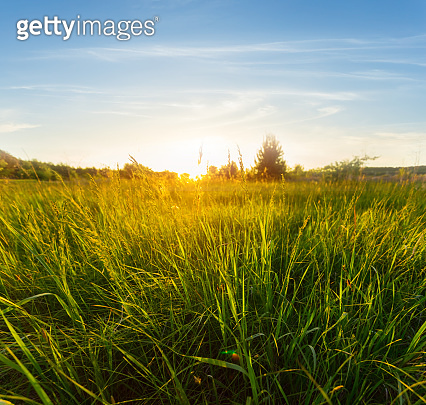 wide green prairie in light of evening sun, countryside natural evening ...