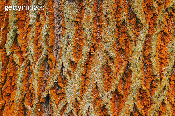 Nice red colored bark tree texture background 이미지 (1313142792) - 게티이미지뱅크