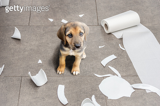 puppy dog looking sad with broken plates (1297688659) - 게티이미지뱅크