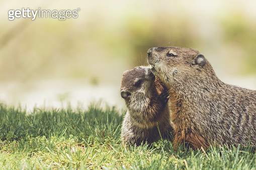 Young Groundhog kit cuddles next to mother groundhog in grass ...