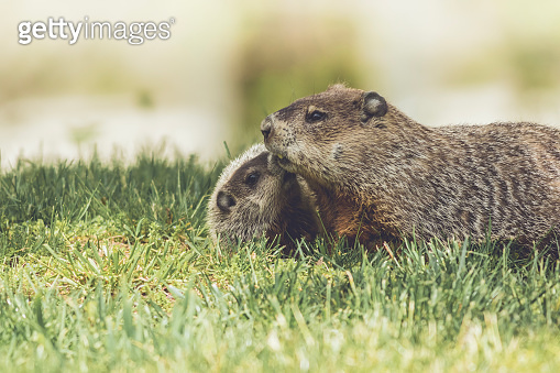 Young Groundhog kit cuddles next to mother groundhog in grass ...