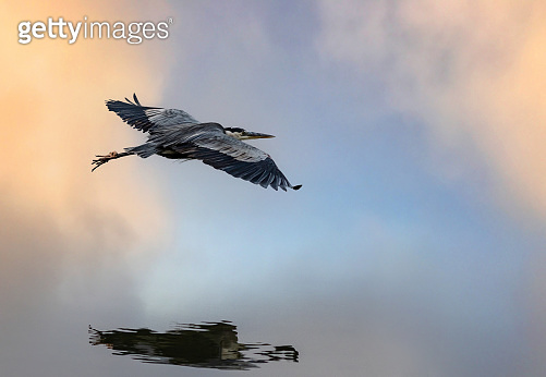 Great Blue Heron soaring over water reflection on calm beautiful ...