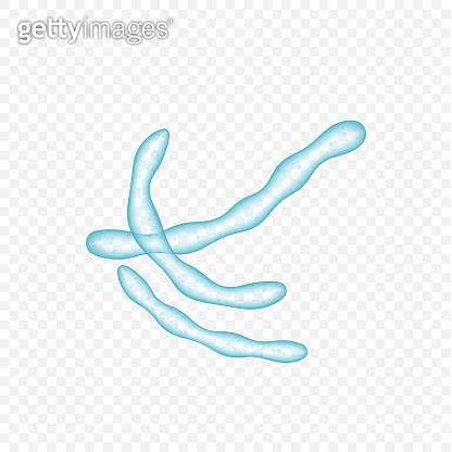 Probiotics or prebiotics bacteria of intestinal healthy microflora ...