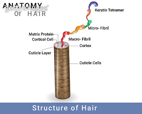 Ultra structure of human hair in white background medical illustrations ...