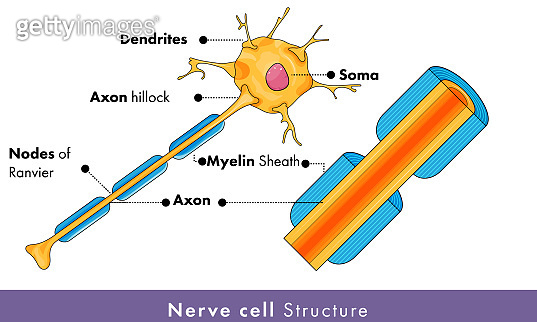 Illustration of Cross section of Neuron cell of Humans with labelling ...