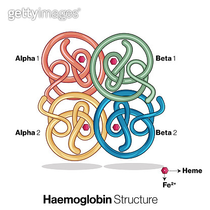 Illustration of Structure of Human hemoglobin protein in white ...