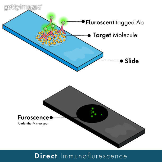 Direct Immunofluorescence technique illustration in molecular biology ...