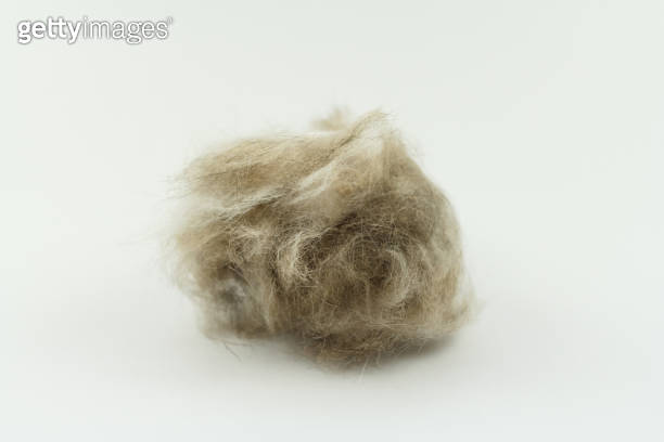 cat hair clump isolated on white, Long hair cat maintenance 이미지 ...