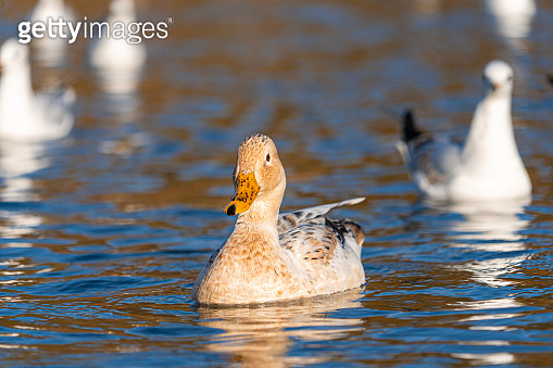 Male Female Manky Mallard Duck Ducks low level eye level view extreme ...