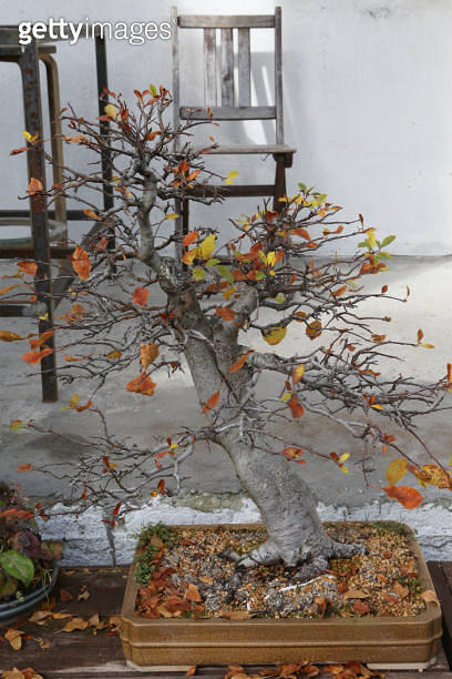 Bonsai in pot, little tree in traditional Japanese garden. Japanese ...