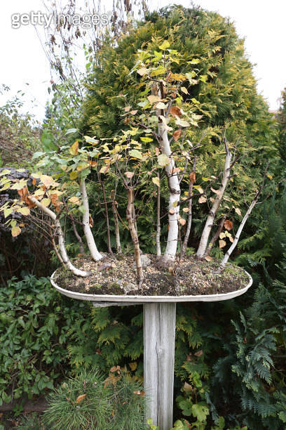 Bonsai, little tree in traditional Japanese garden. Bonsai tree. Bonsai ...