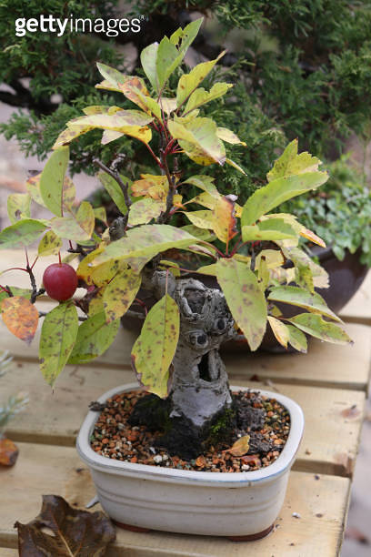 Bonsai in pot, little tree in traditional Japanese garden. Japanese ...